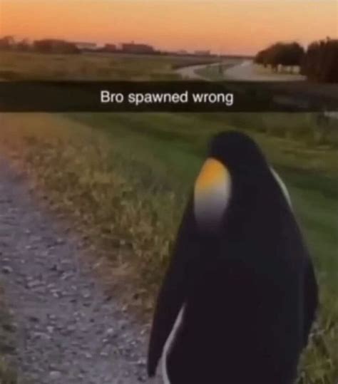 Ccc Ff Bro Spawned Wrong Ifunny Brazil