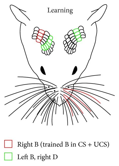 a single rows of barrels are microdissected from nissl stained