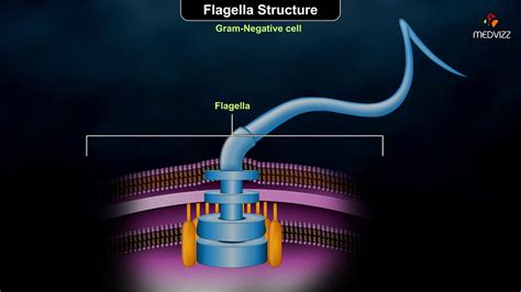 Flagella Structure