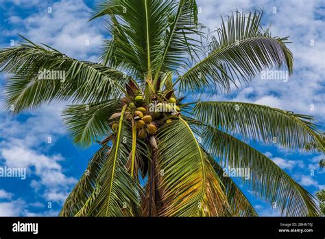 Coconut Palm Tree Cocos Nucifera With Coconuts Against A Blue Sky
