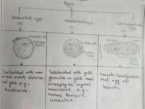 Types Of Eggs Amount Of Yolk Distribution Of Yolk