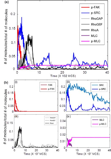 Pdf Using The Chemical Master Equation To Model The Interaction Network Of Focal Adhesion