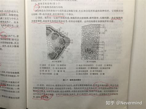 双子叶植物茎的初生结构和次生结构有何不同？ 知乎