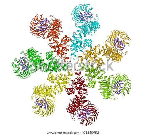 Molecular Structure Human Apoptosome Large Quaternary Stock