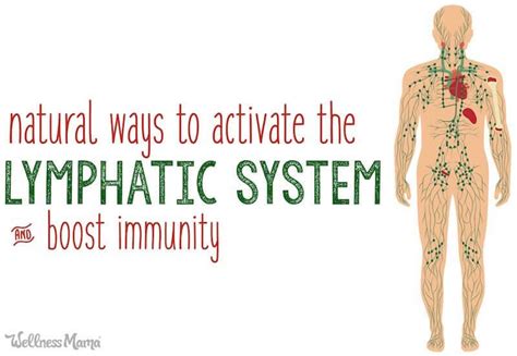 Activating The Lymphatic System To Boost Immunity Wellness Mama