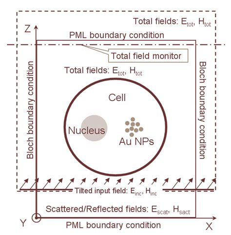 Schematic Representation Of The Fdtd Computational Domain And The Total