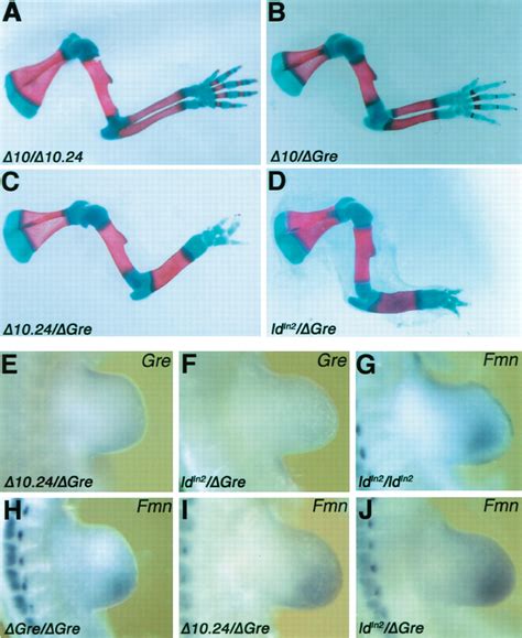 mouse limb deformity mutations disrupt a global control region within