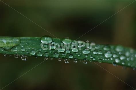 물방울 빗방울 이슬 자연 접사 사진이미지일러스트캘리그라피 괴무리작가