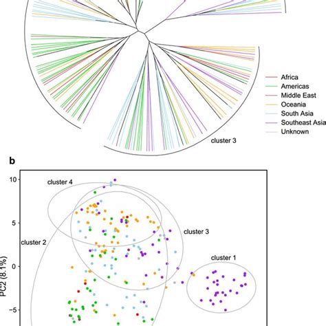 genetic structure analyses for k 4 of the 208 accessions of m indica