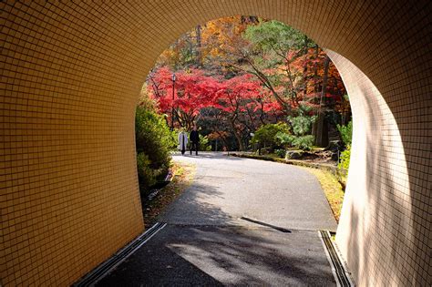 紅葉黄葉弥彦公園 くろちゃんの写真