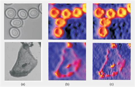 Digital Holography Microscope