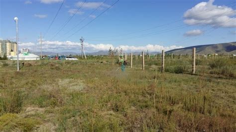 Хөл ургамал устгах ажлыг үргэлжлүүлэн хийж байна Нийслэлийн захирагчийн ажлын албанаас зохион