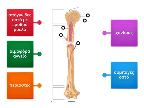 Long Bone Structure Labelled Diagram