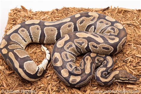 Volta Ball Python VC Outback Reptiles