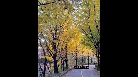 하루하루 아까운 가을날씨 너무 예쁜 단풍길🍁 주말 힐링모먼트 🙈🙉 단풍 산책로 힐링영상 단풍여행 가을 주말일상