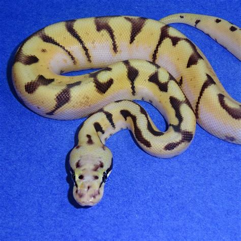 Enchi Bumble Bee Calico Ball Python Hatchling