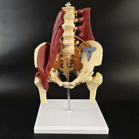 Lumbar Spine Bone Model Pelvis Model Pelvic Floor Muscle Anatomy Model Life Size Adult