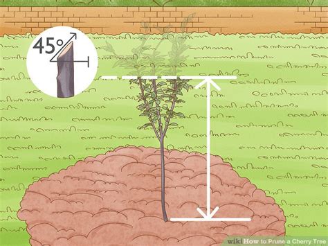 3 Ways To Prune A Cherry Tree WikiHow