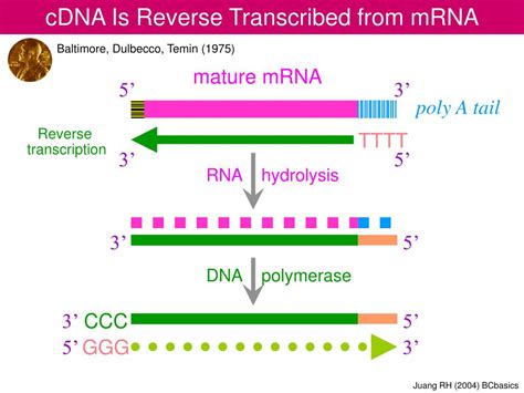 PPT Intron And Exon In Eukaryotic Cells PowerPoint Presentation Free Download ID
