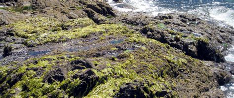 · Intertidal Zone