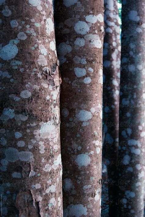 Abstract Tree Trunks Detail By Stocksy Contributor Cosma Andrei Stocksy