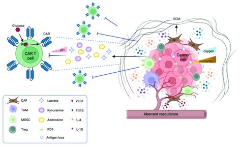 The Tumor Microenvironment Tme In Solid Tumors Numerous Factors In A