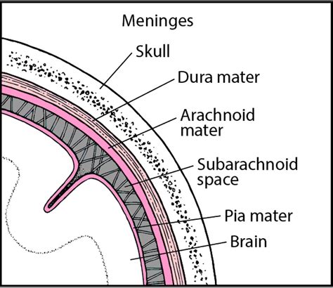 亚急性和慢性脑膜炎 疫苗网