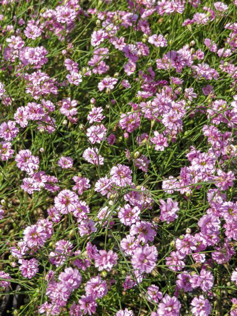 Tolle Partner Im Staudenbeet Schweizer Garten