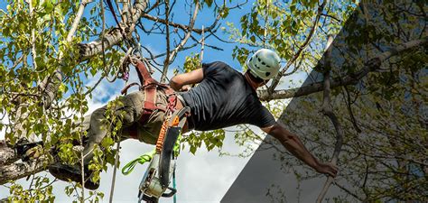 Tree Pruning Rochester Ny KD Tree Service Rochester NY Arborist And Tree Removal Rochester NY