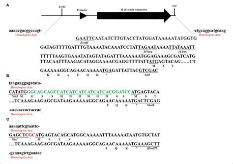 The Subcloning Strategy Of The Ai 2e Gene The Sequences Marked With