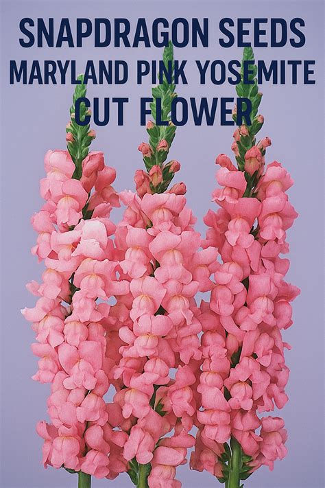 Maryland Pink Yosemite Snapdragons A Garden Favorite For Stunning Cu