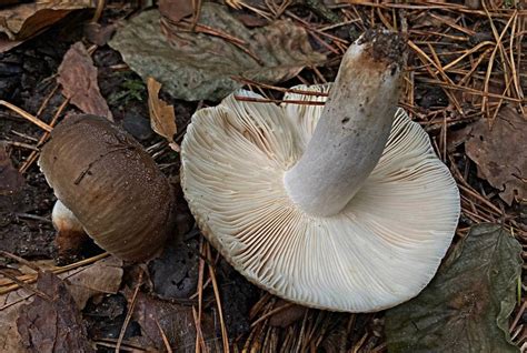 Russula sororia Großer Kammtäubling Fundkorb