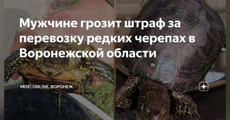 Мужчине грозит штраф за перевозку редких черепах в Воронежской области МОЁ Online Воронеж Дзен