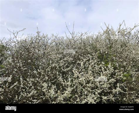 Blackthorn Hedge In Flower In April Prunus Spinosa Blackthorn Prunus