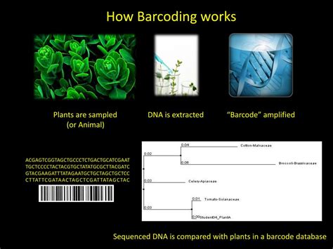 Ppt Dna Barcoding Powerpoint Presentation Free Download Id1707455