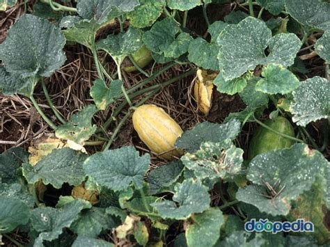 과일과 채소의 차이 깔깔유머방 커뮤니티 팍스넷 증권포털