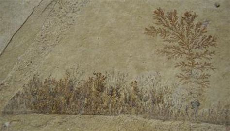 What Is An Imprint Fossil Sciencing