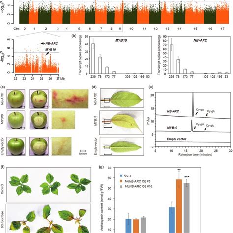 Identification And Functional Analyses Of Genes Identified Through Gwas