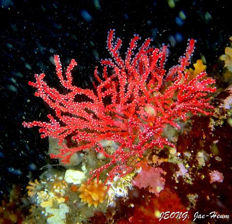 우리 바닷속 해양생물 관찰 기록