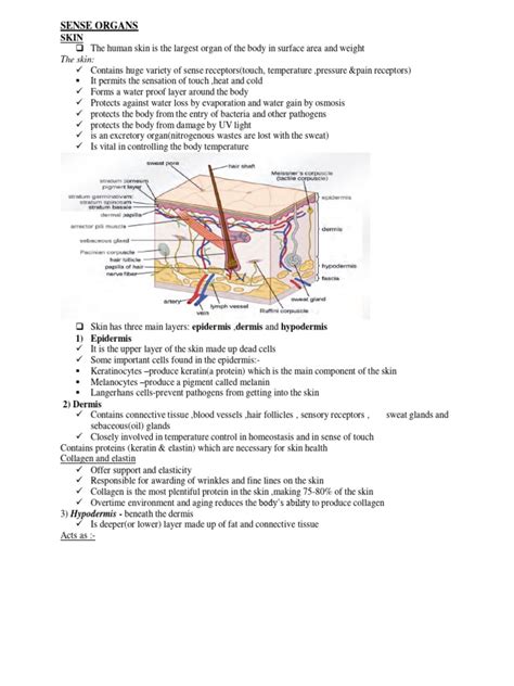 Biology Grade 12 Unit 5 Hand Out Pdf Pancreas Ear