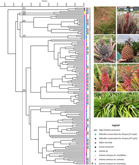 A Dendrogram Based On Morphological Traits Of 45 Accessions From The Download Scientific