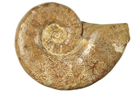5 Jurassic Ammonite Hemilytoceras Fossil Madagascar 226729 For Sale