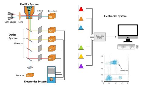 Flow Cytometry Basics Facs Priciple How Does Flow Cytometry Work