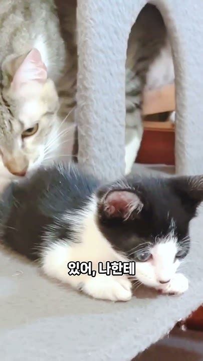 고양이가 엉덩이를 들이대는 이유 고양이 Cat 고양이일상 Youtube