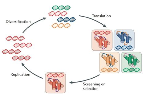 Custom Mutagenesis Services Creative Biostructure