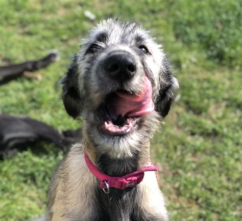 The Irish Wolfhound Why The Archetypal ‘gentle Giant Was A Favourite