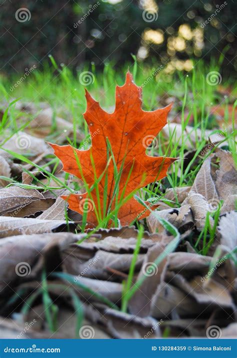 Single Leaf Of Oak And Group Of Brown Frozen Leaves Of Hackberry Stock Image Image Of Hoar