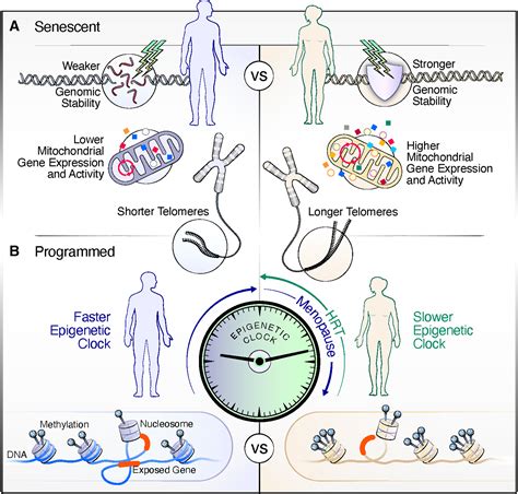 Mechanisms Of Sex Differences In Alzheimers Disease Neuron