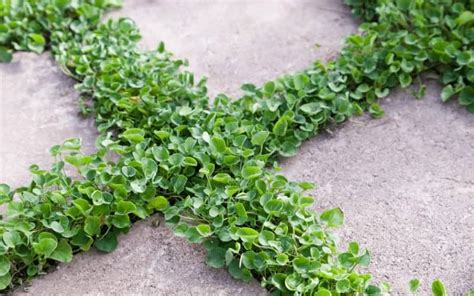 16 Elegant Plants Flowers That Start With D With PHOTOS