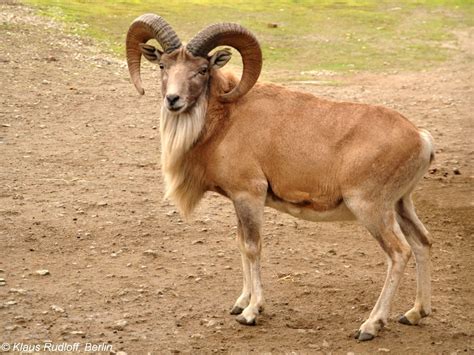 Urial Sheep